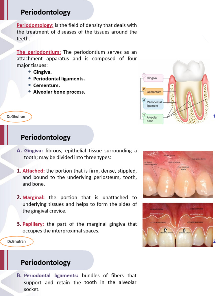 تاسعه مصطلحات | PDF | Periodontology | Human Tooth