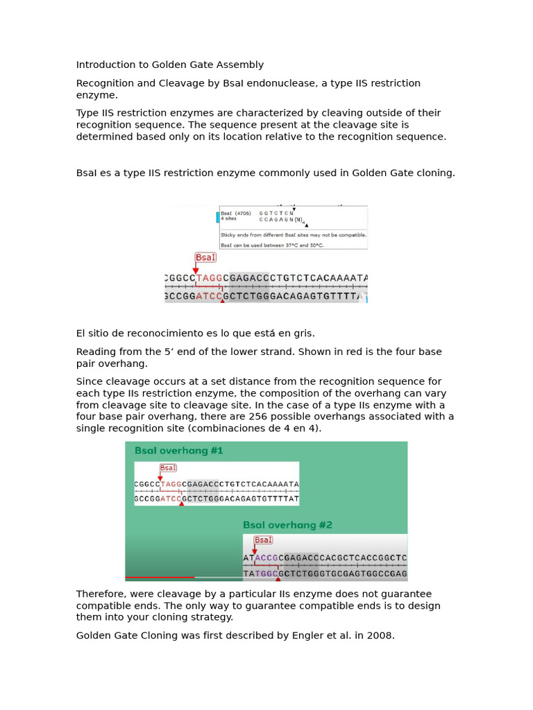 Introduction To Golden Gate Assembly | PDF