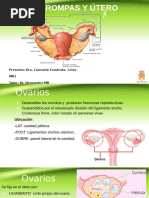 Partes de la Salpinge y Anatomía Asociada | PDF | Ovario | Pelvis