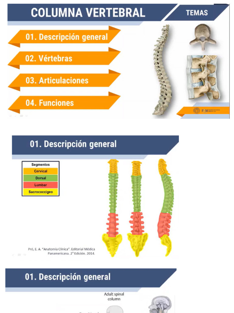 Anatomia de Columna | PDF