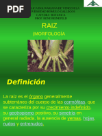 Ejemplos de raíces napiformes y carnosas | PDF | Plantas | Botánica