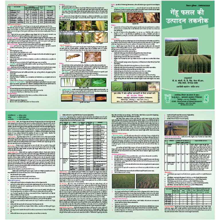 Gehu Fasal Ki Utpadan Takneek (Hindi) | PDF