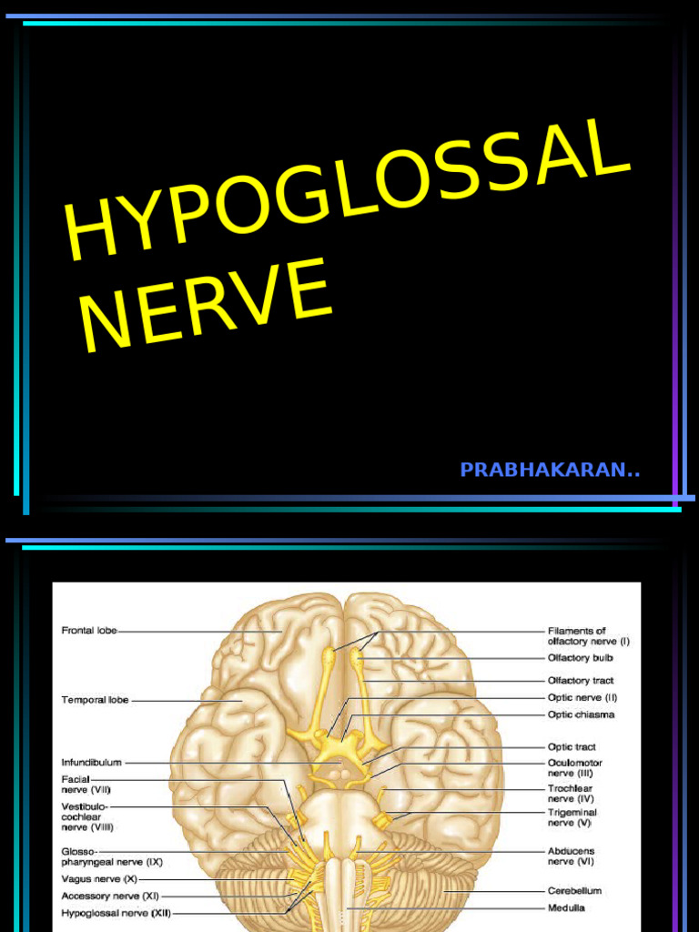 Hypoglossal Nerve Overview | PDF