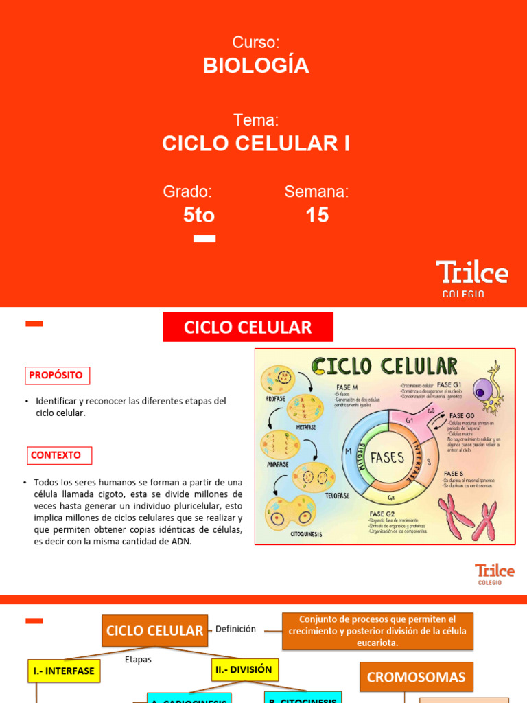 5to - Ciclo Celular I - Interfase y Mitosis | PDF | Mitosis | Cromosoma