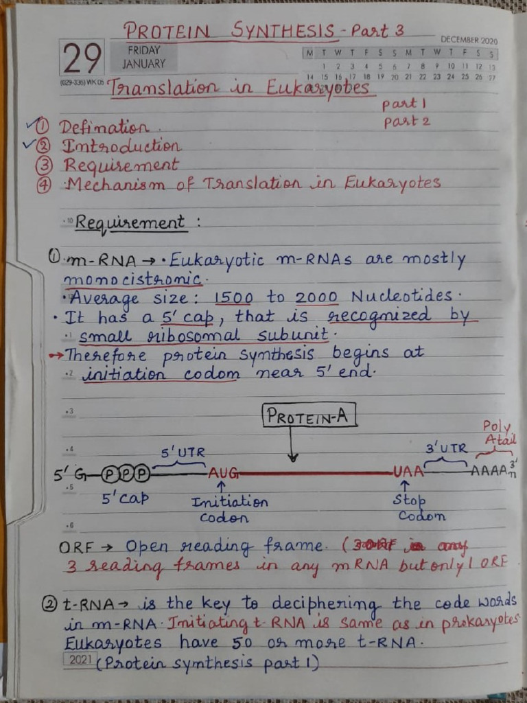 Translation in Eukaryotes | PDF
