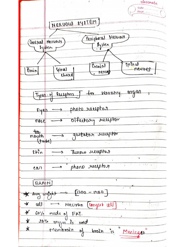 Nervous System Short Notes | PDF