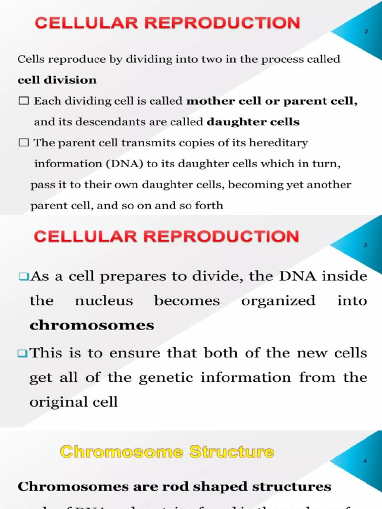 Cellular Division | PDF