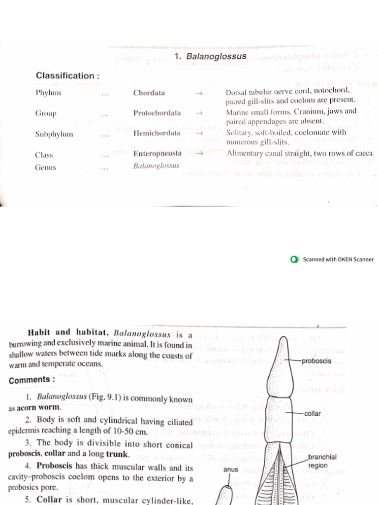 Practical 2nd Semester Zoology-2 | PDF