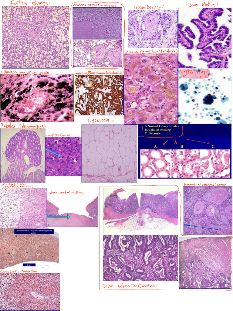 Path Microscopic Ospe | PDF