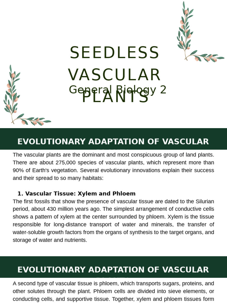 Seedless Vascular Plants Ferns | PDF | Fern | Plants