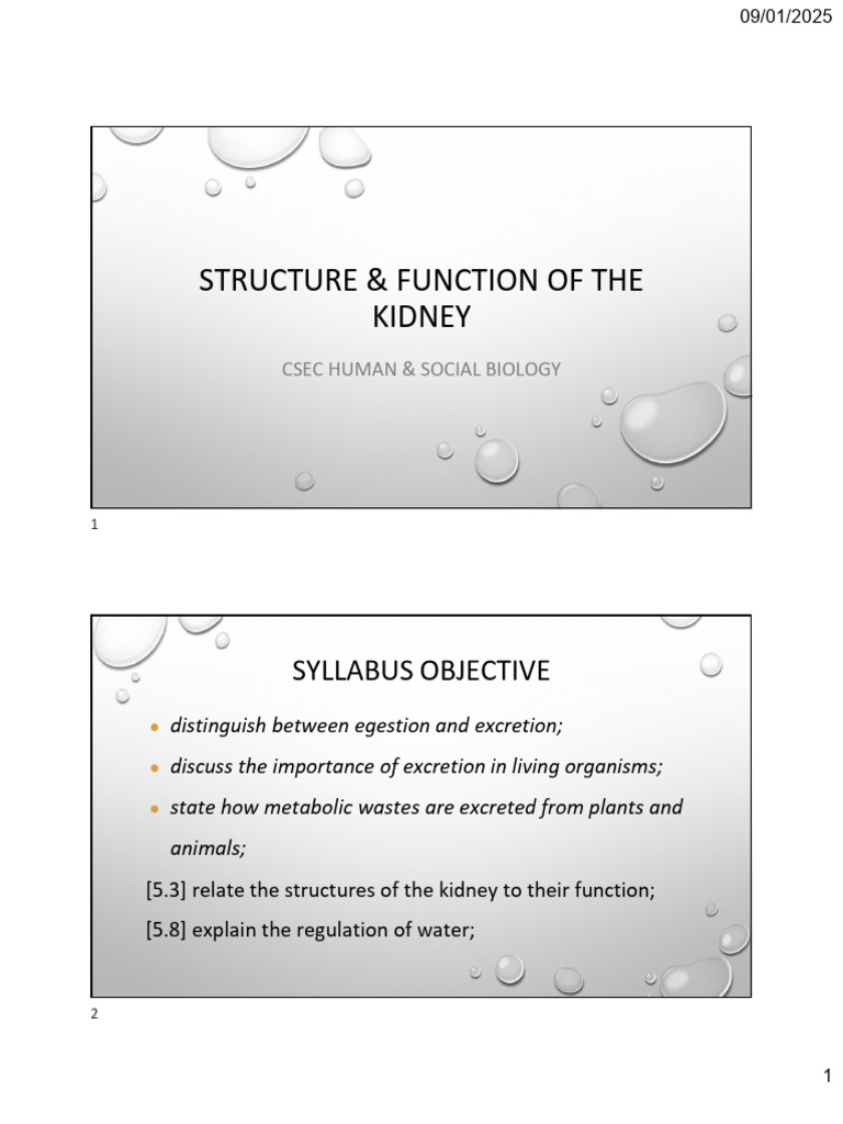 14-Kidney Structure Function | PDF | Kidney | Urinary System