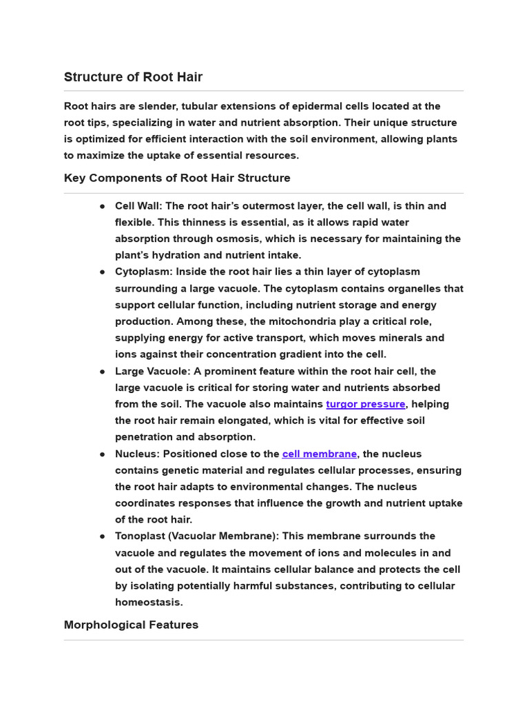 Root Hair Cells - Structure, Formation, Functions PART 2 | PDF | Root ...
