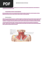 Anatomia do Pescoço: Estruturas e Funções | PDF | Tireoide | Anatomia
