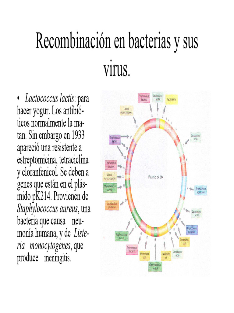 Recombina ADN en bacterias y fagos | PDF | Bacteriófago | Las bacterias
