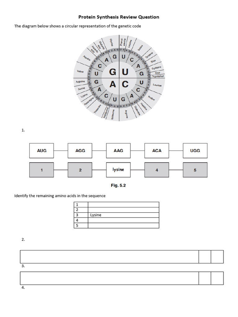 Genes 2 Protein Synthesis Review Question | PDF