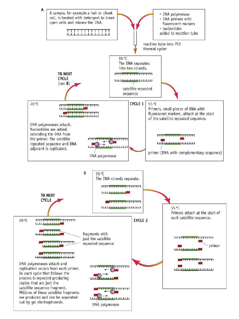 Genes 20 PCR Stages Diagrams | PDF