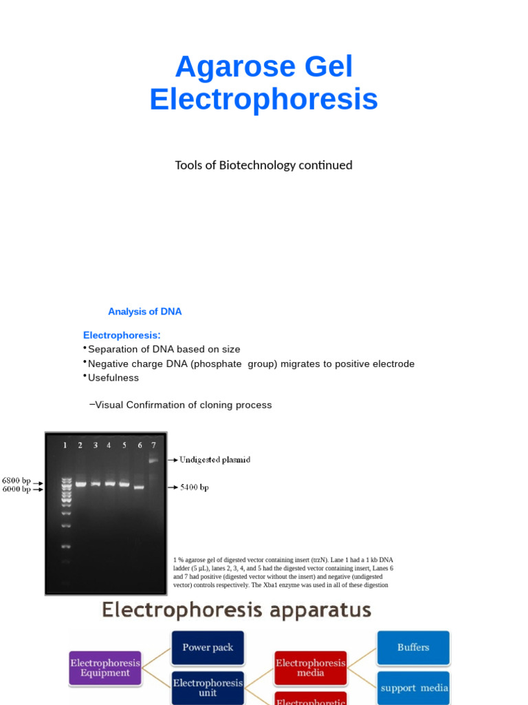Agarose Gel Electrophoresis | PDF