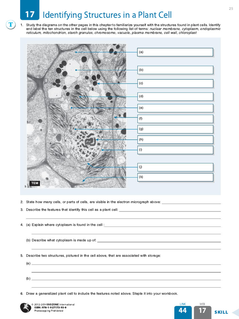 Plant Cell Structure Identification Guide | PDF