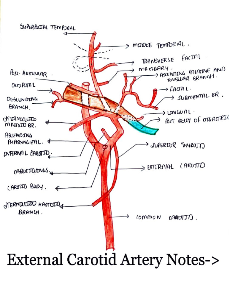 External Carotid Artery Branches Guide | PDF | Common Carotid Artery ...