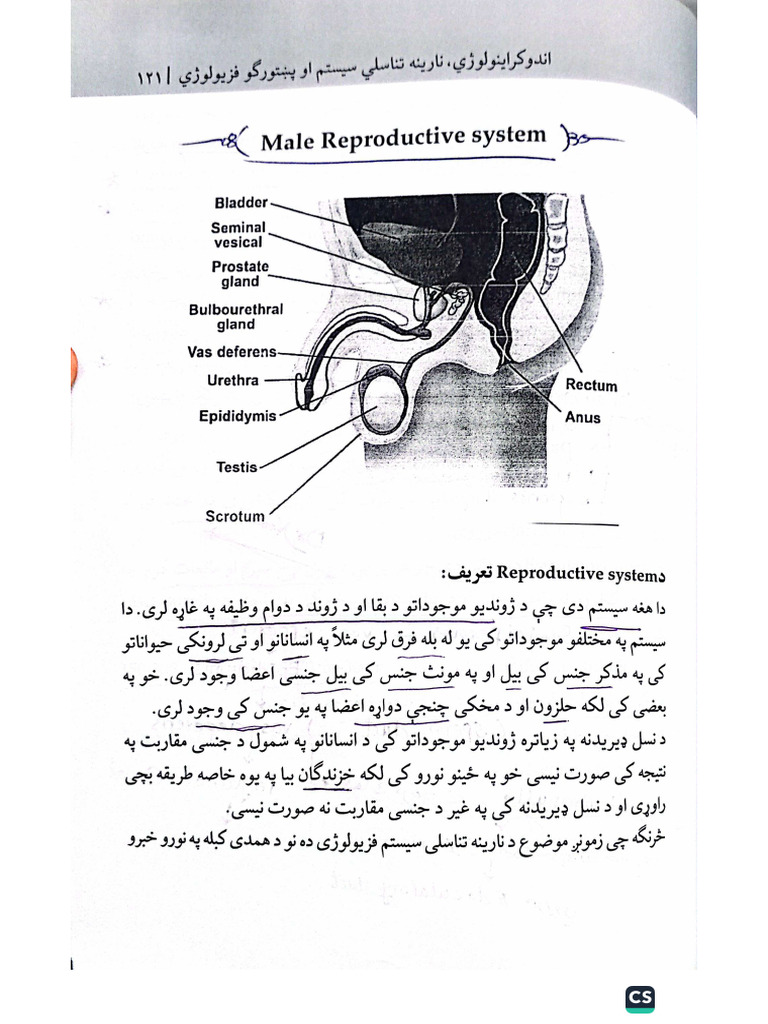 Male Reproductive System Physiology | PDF