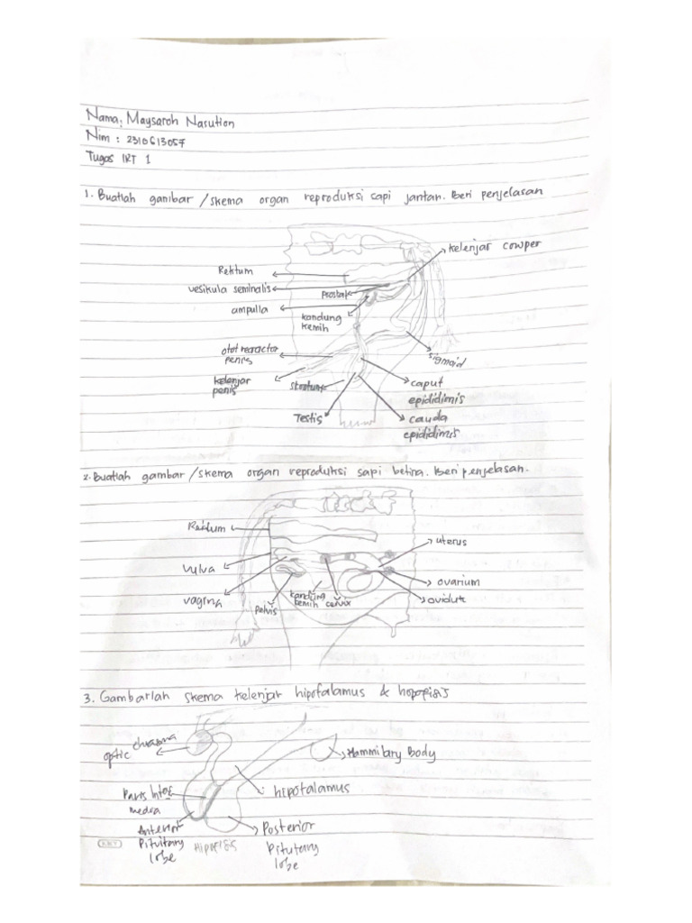 Ampulla | PDF