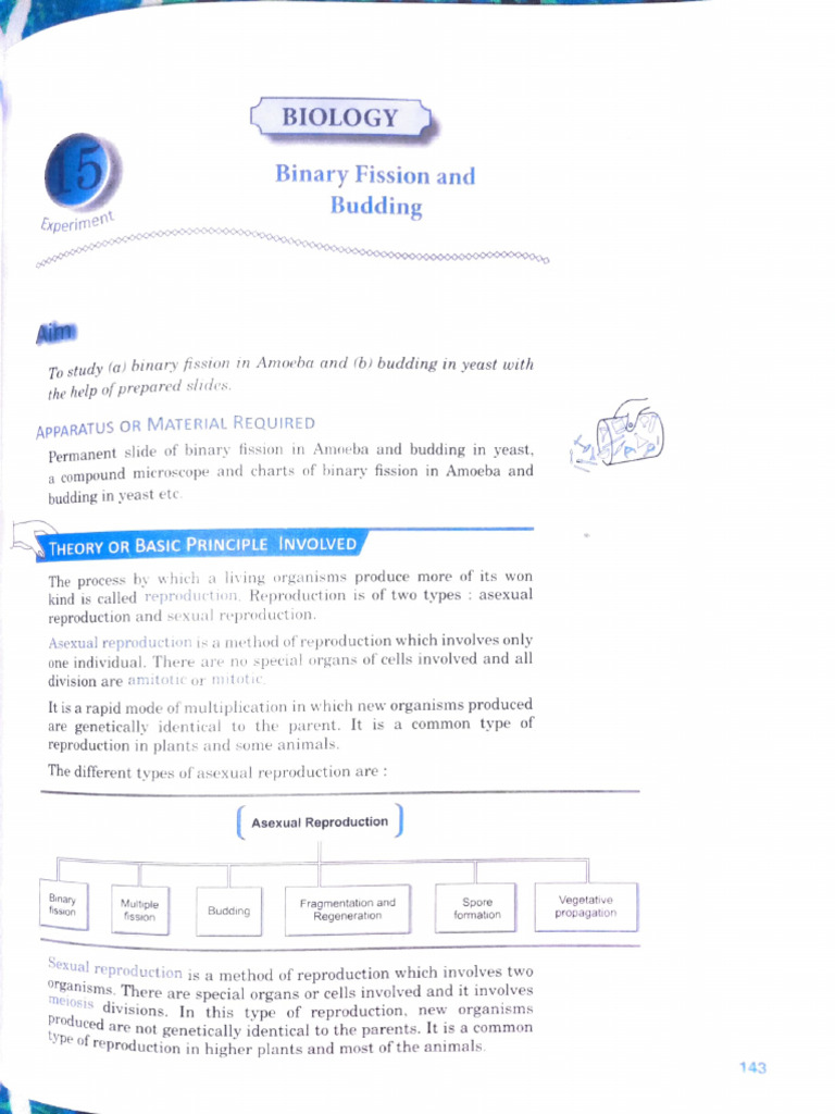 Binary Fission vs. Budding in Amoeba | PDF | Reproduction | Mitosis