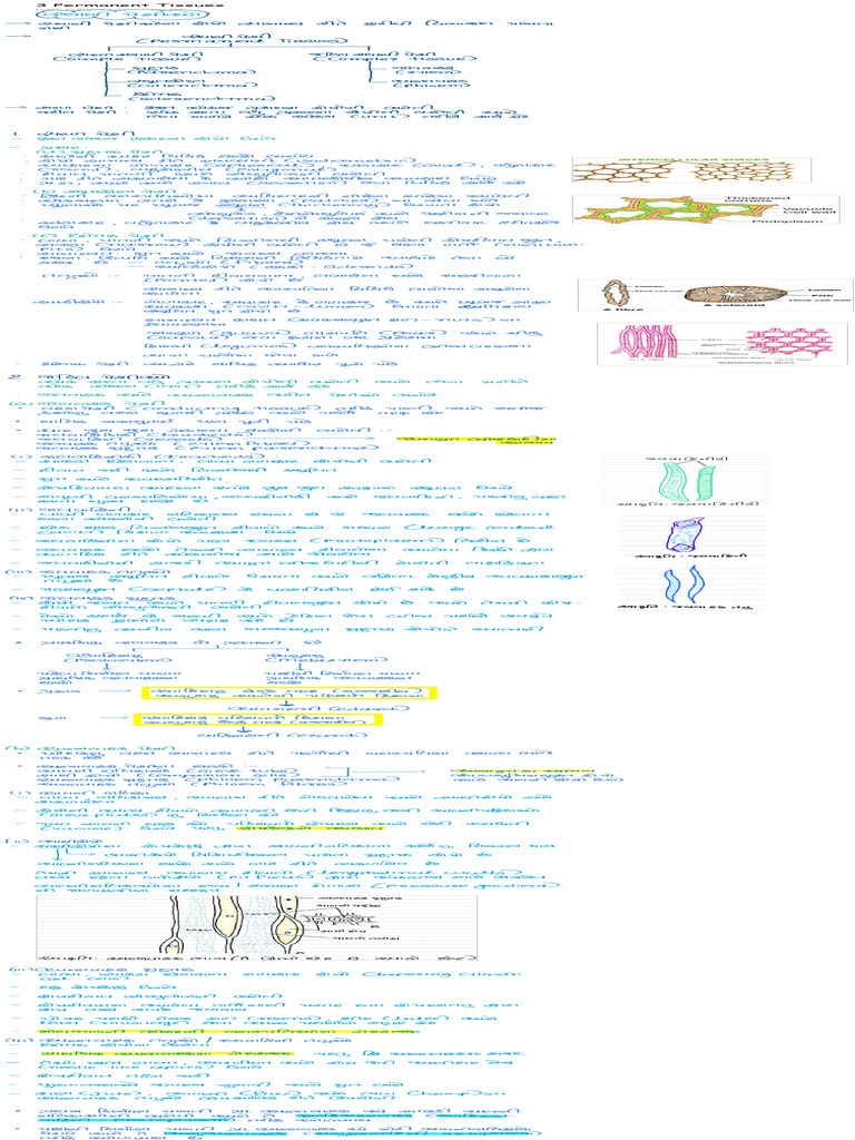 3 Permanent Tissues | PDF