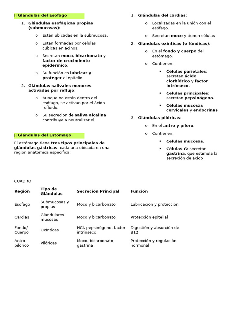 ? Glándulas Del Esófago | PDF | Estómago | Biología Celular