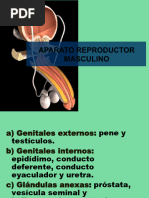 Anatomía del Cuerpo de Highmore | PDF | Testículo | Próstata