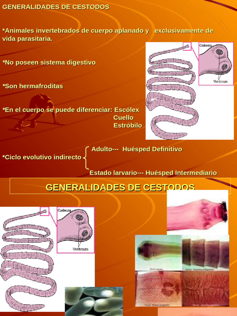 Cestodos | PDF | Enfermedades y trastornos | Especialidades Medicas