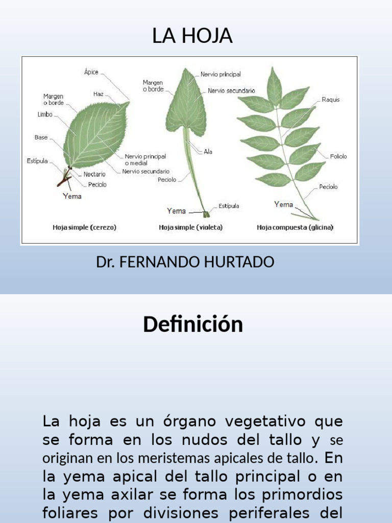 13 1 La Hoja 2 | PDF | Hoja | Tallo de la planta