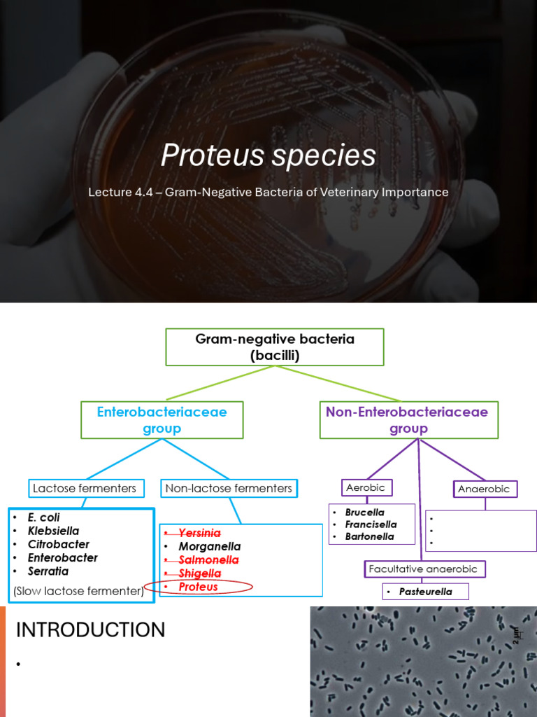 Lecture 4.4 - Gram-Negative Bacteria of Veterinary Importance (Proteus ...