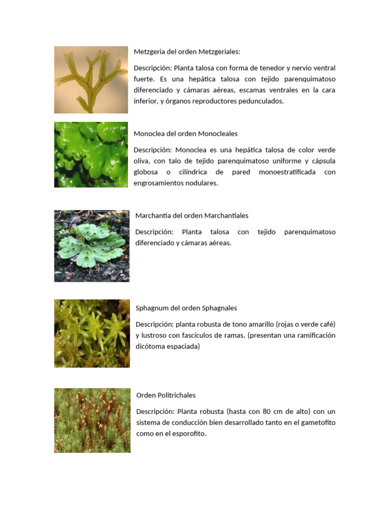 Clave Briofitos | PDF