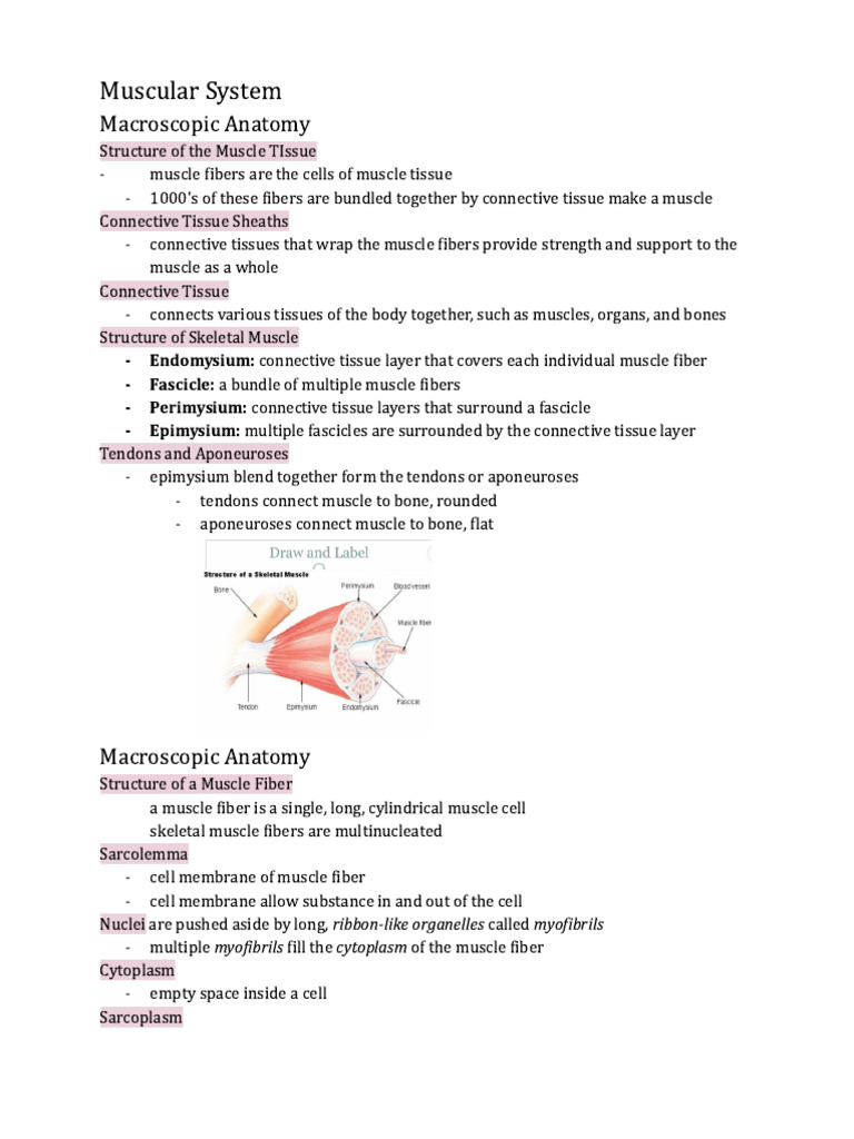 Anatomy and Physiology - Muscular System | PDF
