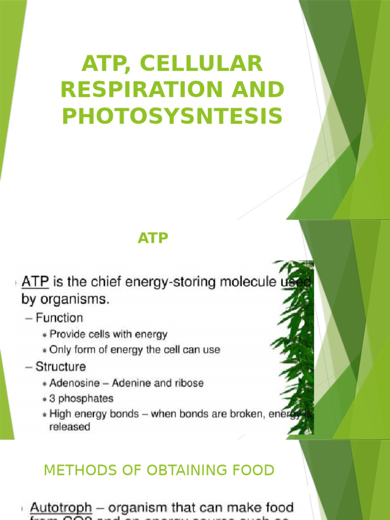 ATP-CELLULAR-RESPIRATION-AND-PHOTOSYSNTESIS | PDF