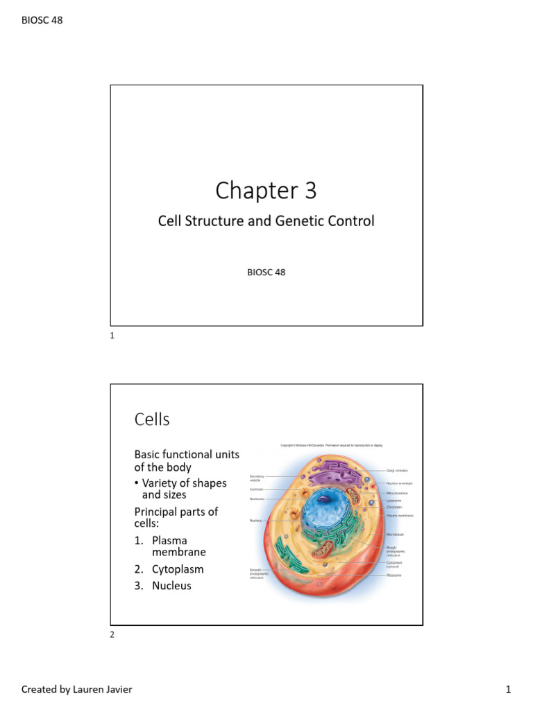 Chapter 3 - Handout Enlarged | PDF | Meiosis | Translation (Biology)