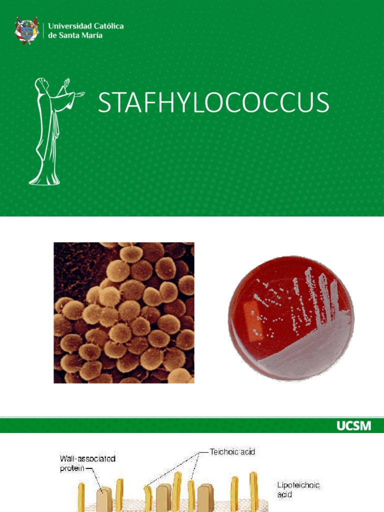 Staphylococcus | PDF | Staphylococcus Aureus | Enfermedades y trastornos