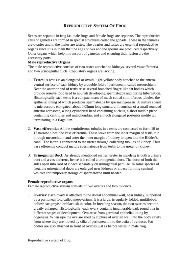 Reproductive System of Frog | PDF | Testicle | Sperm