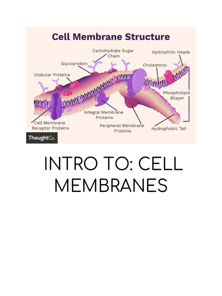 Cell Membranes | PDF