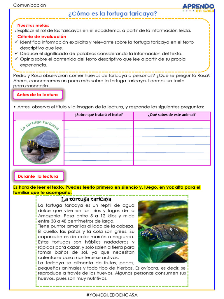 FICHA COM Okkkk 18 Oct | PDF | Tortuga | Zoología