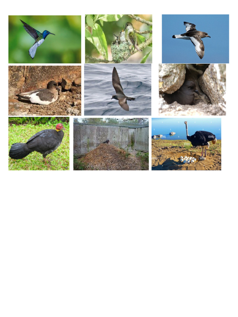 DSE III Bird Nest | PDF