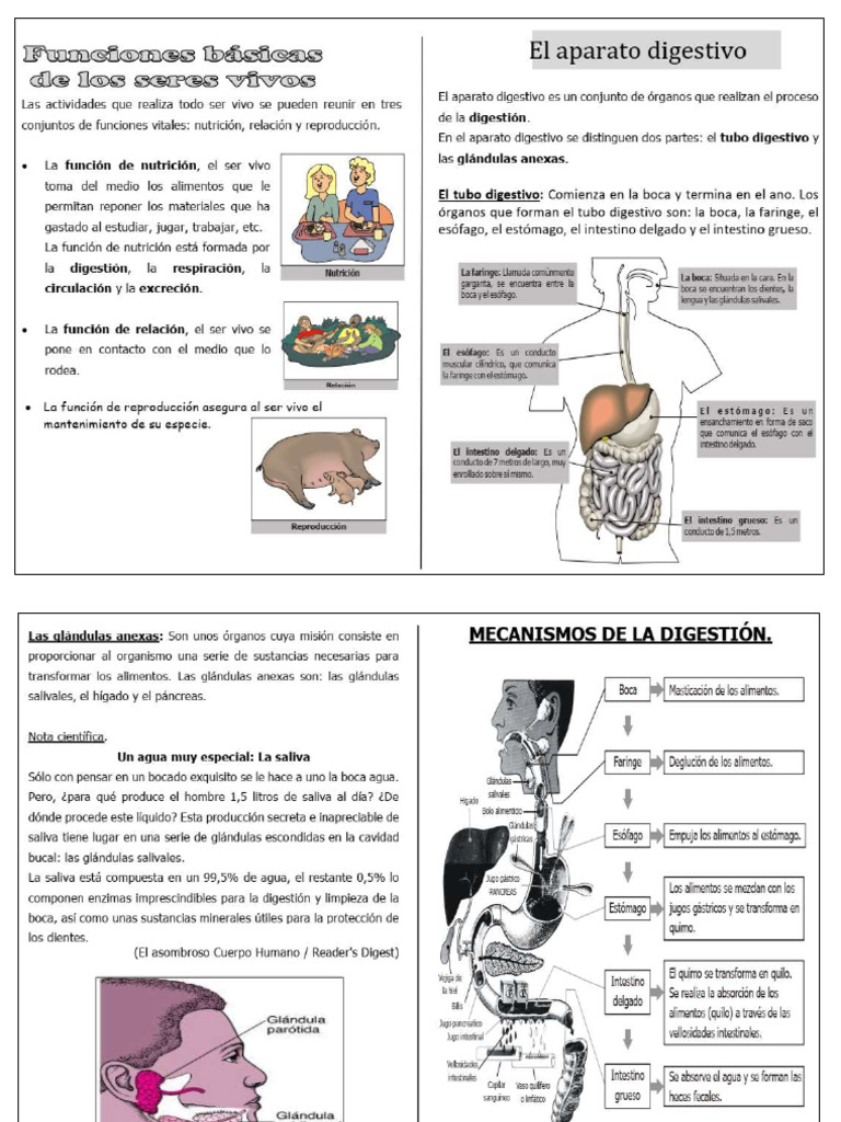 Ficha Funcion de Nutricion 18 de Junio | PDF