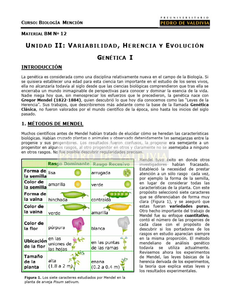 Guia de Bio 9 | PDF | Dominancia (Genética) | Cigosidad