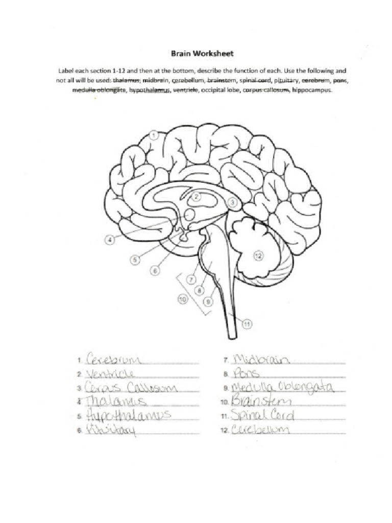 BIO 202 - Brain Worksheet - Week 6 | PDF