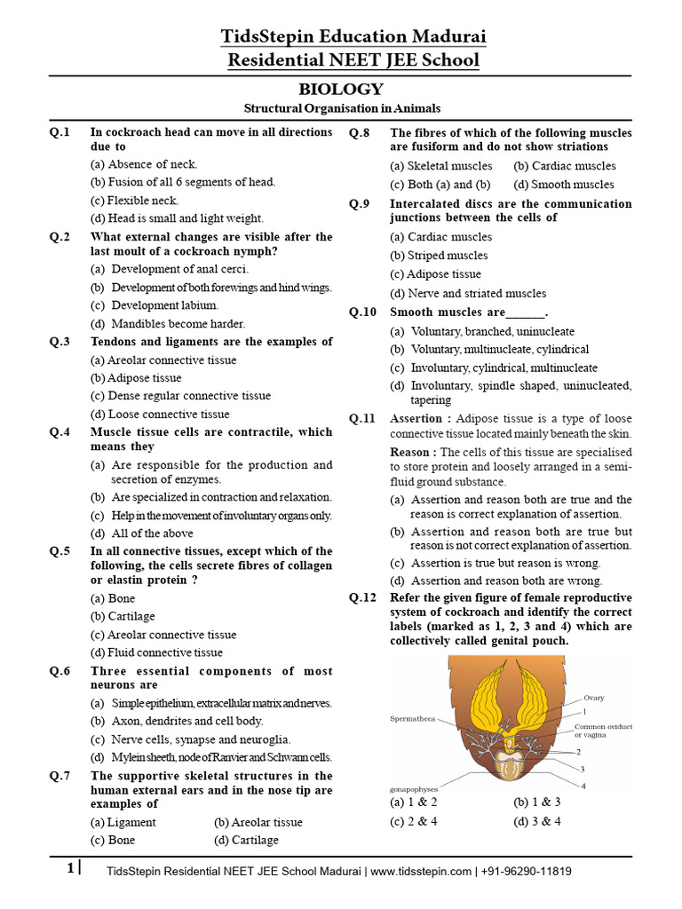 Bio - Structural Organisation in Animal | PDF | Epithelium | Muscle
