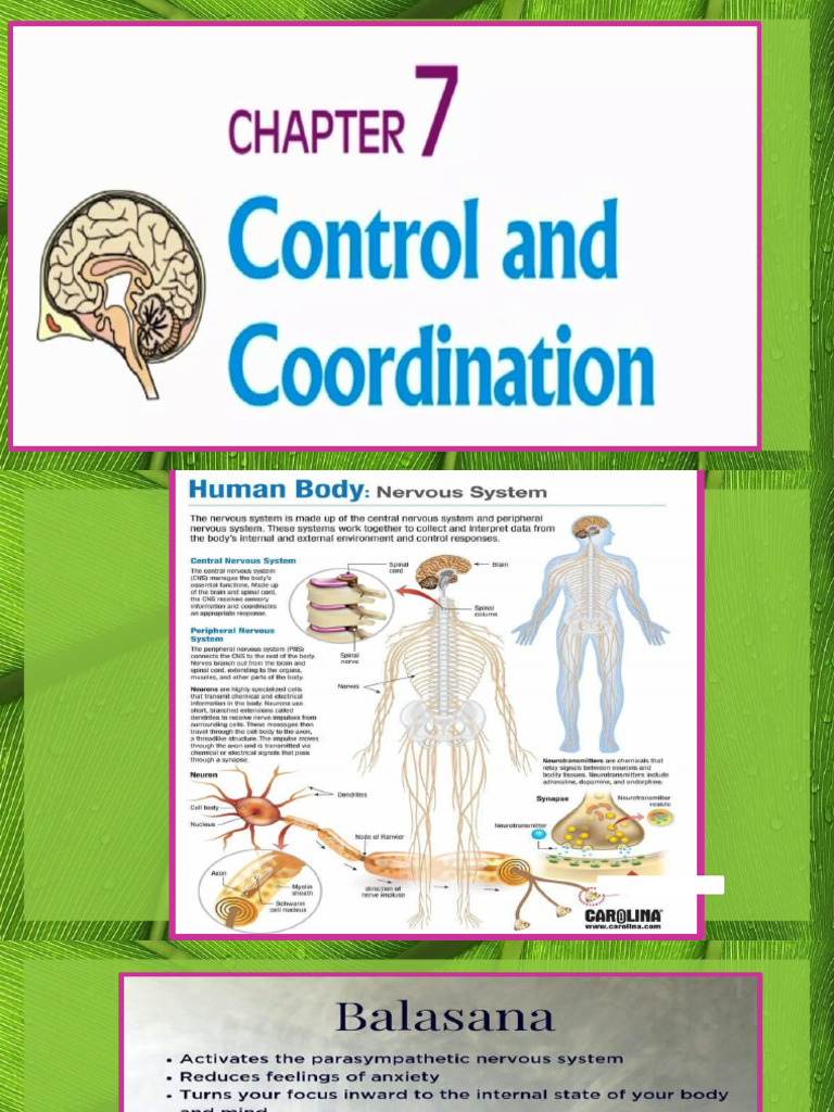 Grade 10 CH 7 Control and Coordination Reena Full | PDF | Adrenal Gland | Plant Hormone