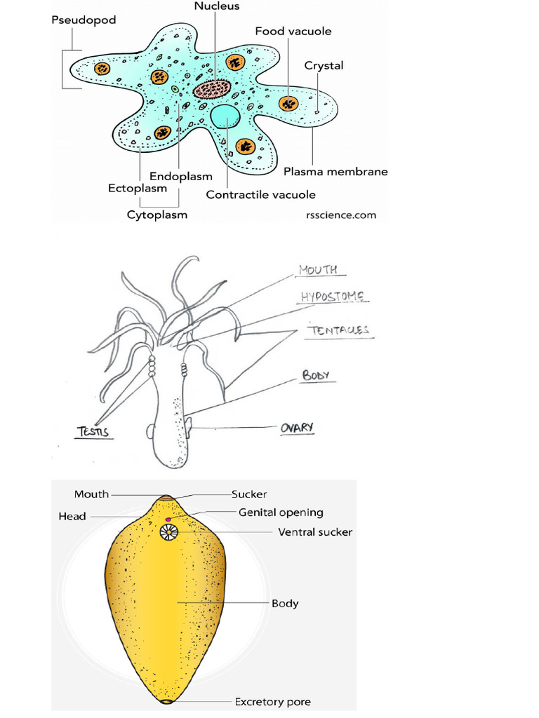 Bio Practical | PDF