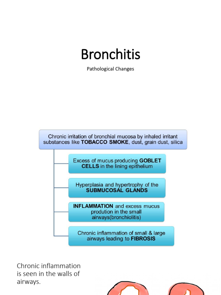 Bronchitis Pathological Changes Notes 18898869 2023 10-17-17 13a | PDF