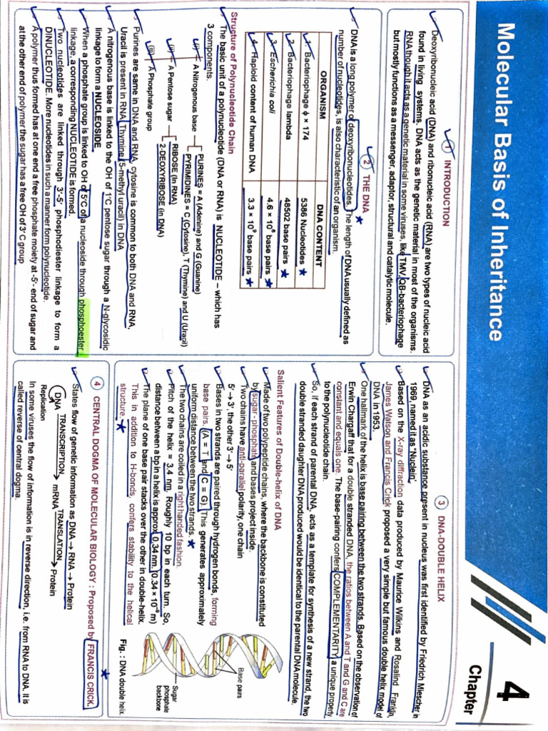 Rushi Don | PDF | Epithelium | Tissue (Biology)