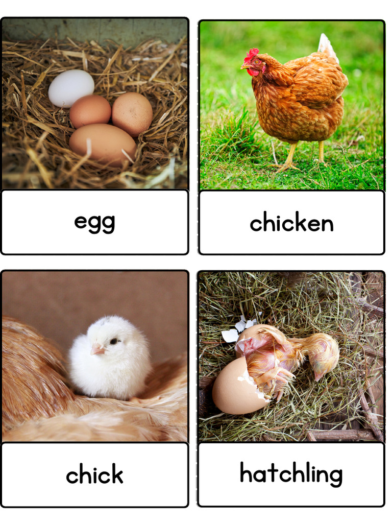 Life Cycle of A Chicken FlashCards | PDF